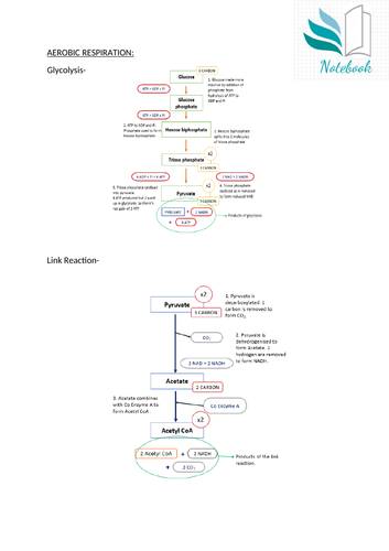 AQA A Level Biology - Aerobic Respiration cycles | Teaching Resources
