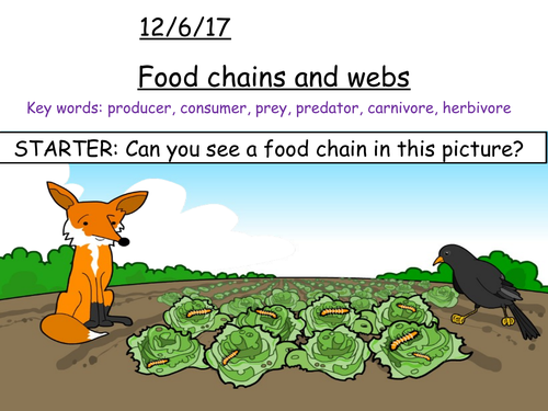 Year 7 Ecosystems Bundle | Teaching Resources