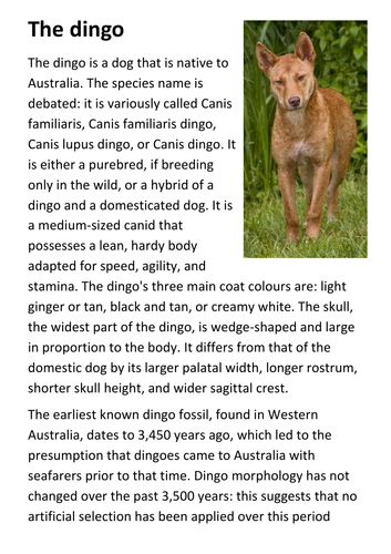 The dingo Handout with student questions | Teaching Resources