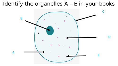 Cells and Microscopes Revision Lesson | Teaching Resources