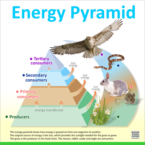 Energy Pyramid Poster | Teaching Resources