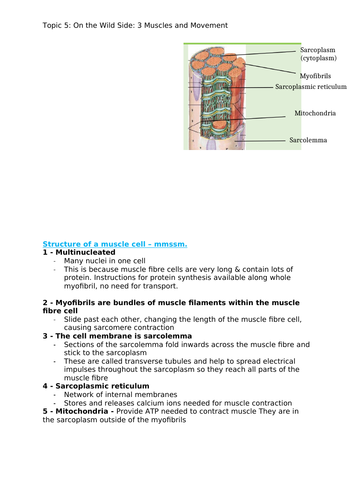 Edexcel A Level Biology A - Topic 7 - Muscles and Movement (2/3 ...