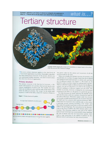 Proteins | Teaching Resources