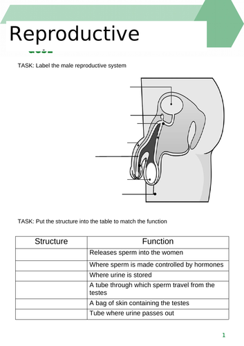 Reproductive Systems | Teaching Resources