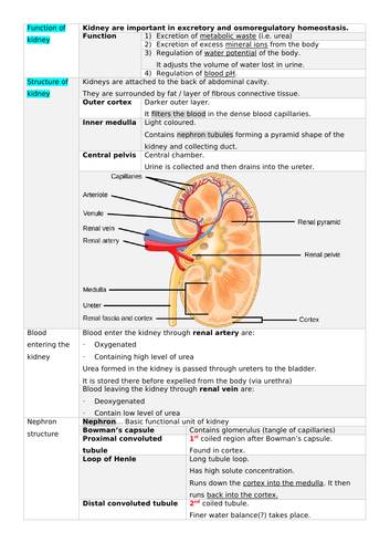 OCR Biology A Module 5 Kidney Function Ultimate Summary (New Spec ...