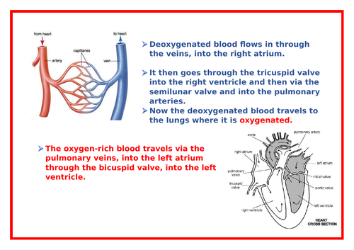 Heart Poster 2 - To accompany a dissection | Teaching Resources