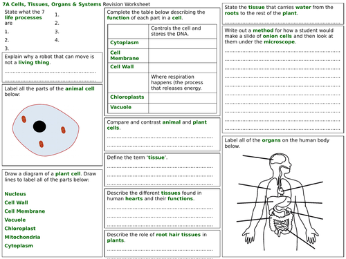 Exploring Science 7A Revision Worksheet- Cells, Tissues, Organs and ... Exploring Science 7A Revision Worksheet- Cells, Tissues, Organs and ...