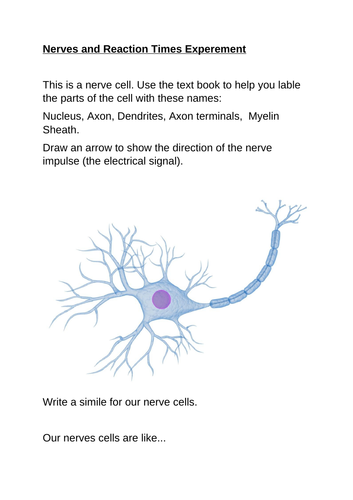 Nerves and Reaction times experiment Entry level or GCSE | Teaching ...