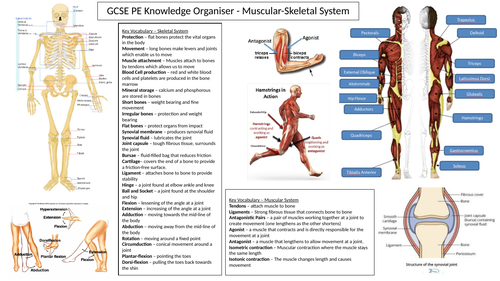 AQA GCSE PE revision sheets and practice questions | Teaching Resources
