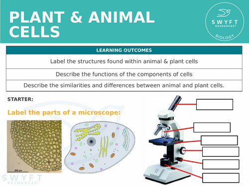KS3 ~ Year 7 ~ Animal & Plant Cells | Teaching Resources