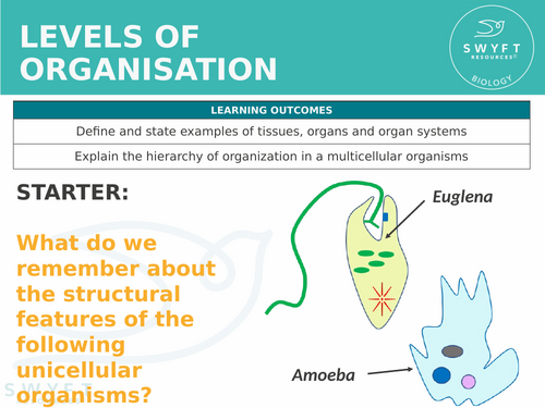 KS3 ~ Year 7 ~ Levels of Organisation | Teaching Resources