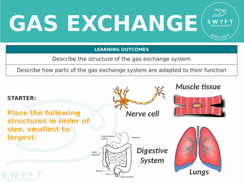 KS3 ~ Year 7~ Gas Exchange | Teaching Resources