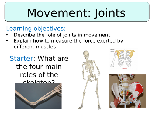 KS3 ~ Year 7 ~ Muscles: Joints | Teaching Resources