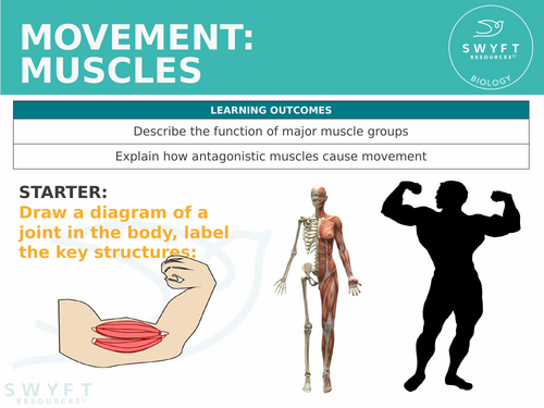 KS3 ~ Year 7 ~ Movement: Muscles | Teaching Resources