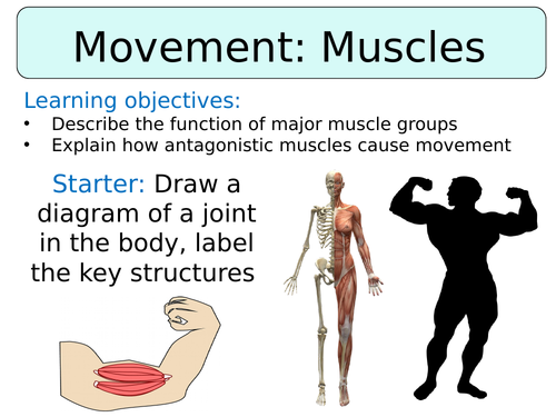 KS3 ~ Year 7 ~ Movement: Muscles | Teaching Resources KS3 ~ Year 7 ~ Movement: Muscles | Teaching Resources