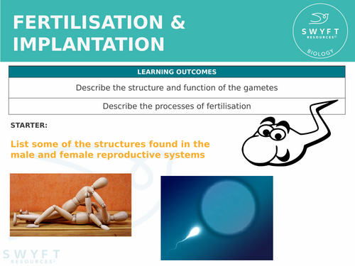 Year 7 Ks3 Fertilisation Teaching Resources The Menstrual Cycle: What