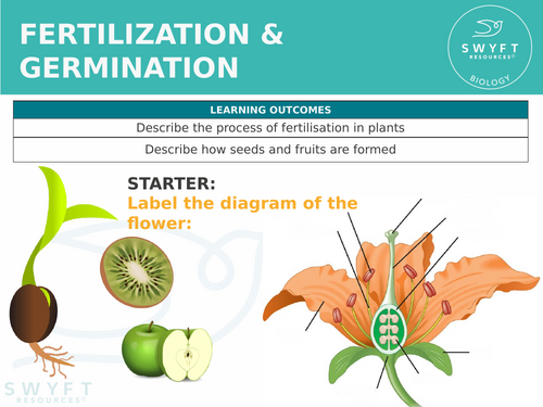 KS3 ~ Year 7 ~ Fertilisation & Germination | Teaching Resources