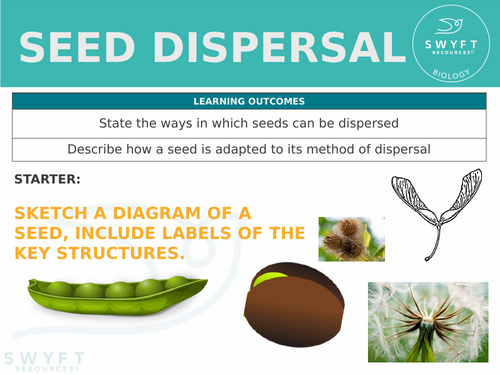 KS3 ~ Year 7 ~ Seed Dispersal | Teaching Resources