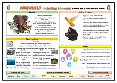 Year 1 Animals including Humans Knowledge Organiser! | Teaching Resources