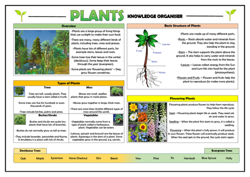 Year 1 Plants Knowledge Organiser! | Teaching Resources Year 1 Plants Knowledge Organiser! | Teaching Resources