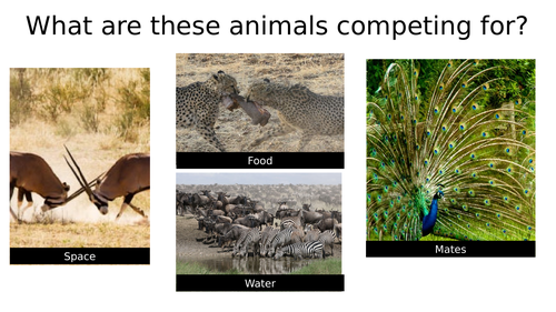 Competition Examples Biology