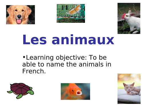 Do you have any pets? | Teaching Resources