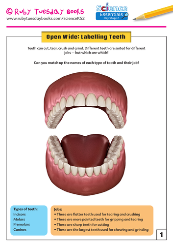 Open Wide! Labelling Teeth | Teaching Resources Open Wide! Labelling Teeth | Teaching Resources