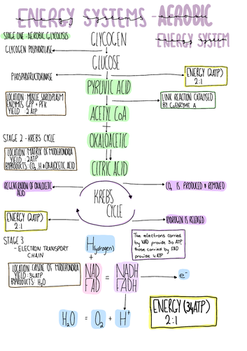 A-Level PE, OCR Aerobic System Revision Poster | Teaching Resources A-Level PE, OCR Aerobic System Revision Poster | Teaching Resources