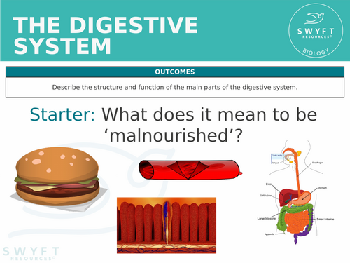 KS3 ~ Year 8 ~ Digestive System | Teaching Resources