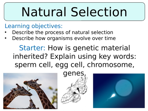 KS3 ~ Year 8 ~ Natural Selection | Teaching Resources