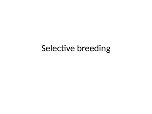 Selective breeding lesson KS3 | Teaching Resources