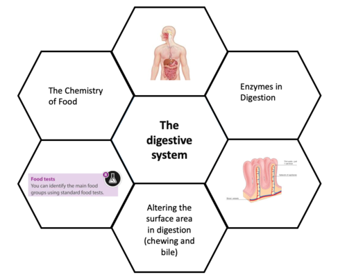 Digestion Revision | Teaching Resources