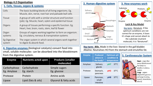 AQA Trilogy GCSE Unit B4.2 Organisation Knowledge organiser/ revision ...
