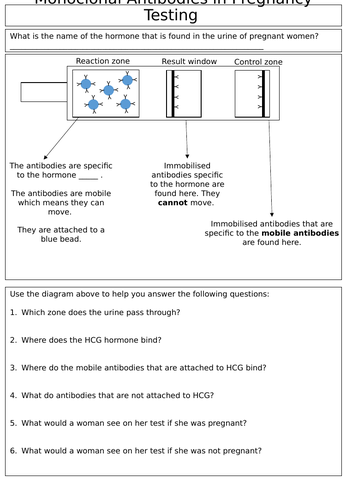 Monoclonal Antibodies - Pregnancy Testing | Teaching Resources