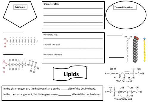 1.5 Lipids | Teaching Resources