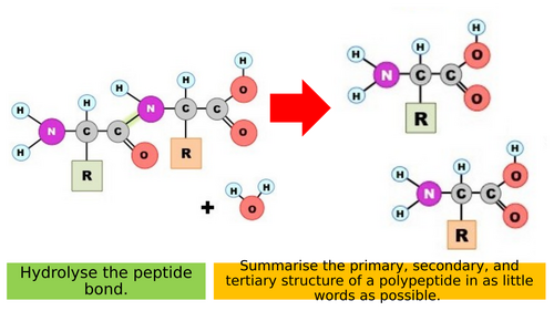 1.7 Enzyme Action | Teaching Resources