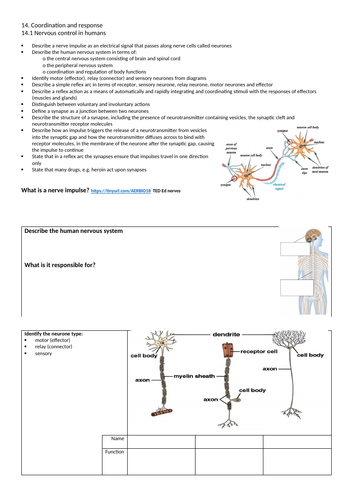Revision Workbook Coordination And Response Hormones And Nervous System