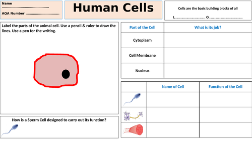 Human Cells - Lesson & Worksheet (simple/entry level) | Teaching Resources