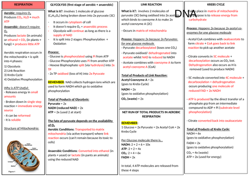 AQA A-LEVEL BIOLOGY - Respiration Revision | Teaching Resources