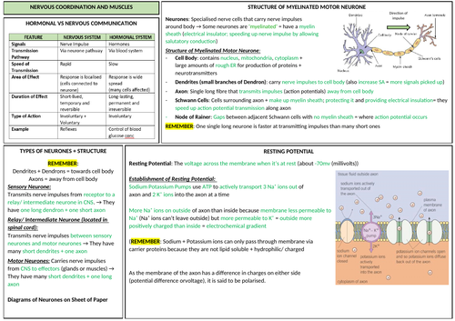 AQA A-LEVEL BIOLOGY - Nervous Coordination and Muscles Revision ...