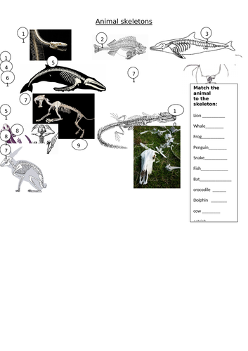 Animal skeletons | Teaching Resources