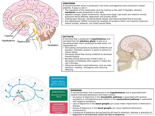 Secondary biological psychology resources