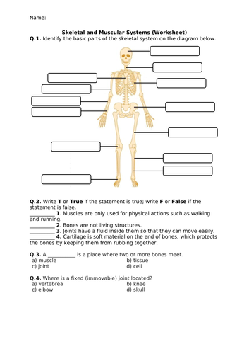 Human Skeletal and Muscular Systems - Worksheet | Distance Learning ...
