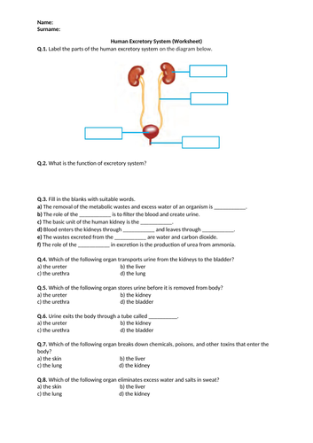 Excretory System Worksheet Doc