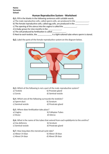 Human Reproductive System - Worksheet | Printable and Distance Learning ...
