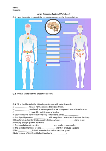 Human Endocrine System - Worksheet | Printable and Distance Learning ...