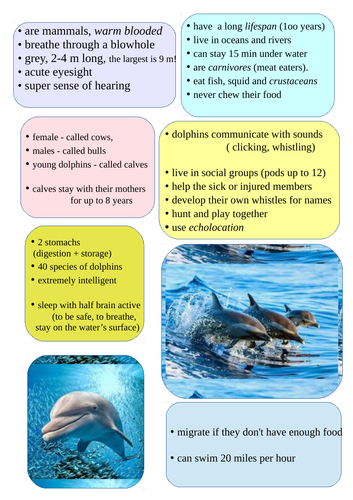 Dolphin fact file poster | Teaching Resources