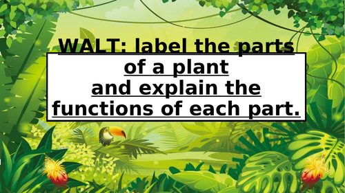Label the parts of a plant | Teaching Resources