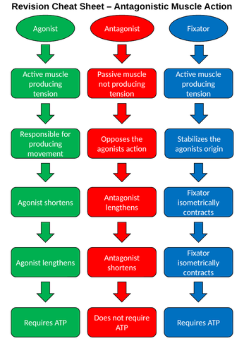 Antagonistic Muscle Action Concise Comparison Sheet - A level ...