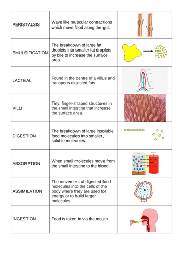 Digestion Card Sort | Teaching Resources